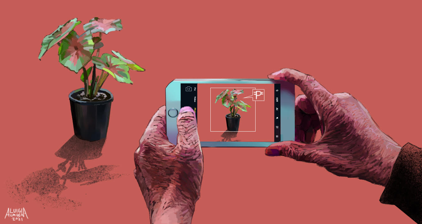 Palawan struggles to address pandemic-induced plant poaching - PCIJ.org