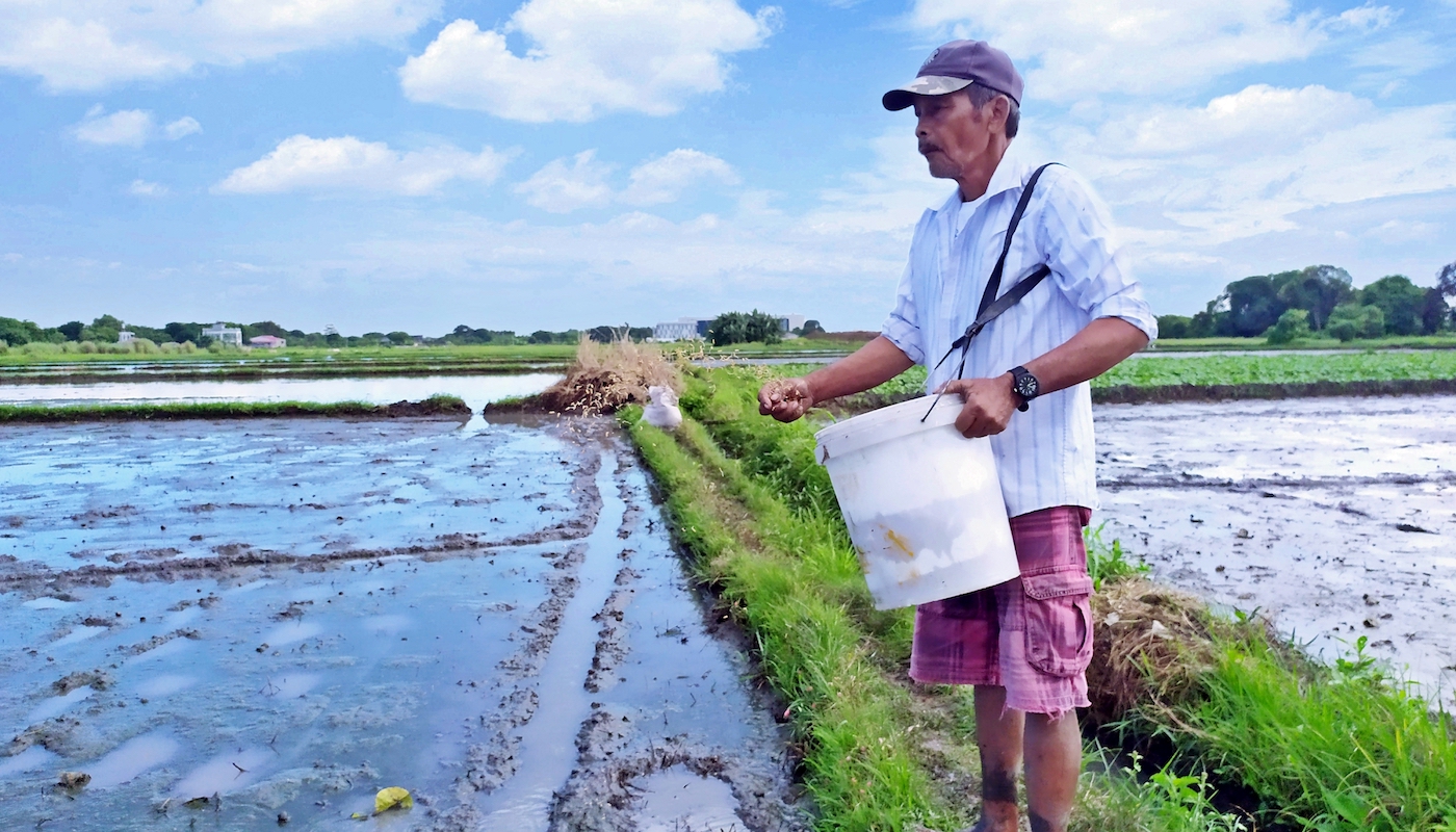 Philippine rice farmers wish for set price amid chaotic rice value ...