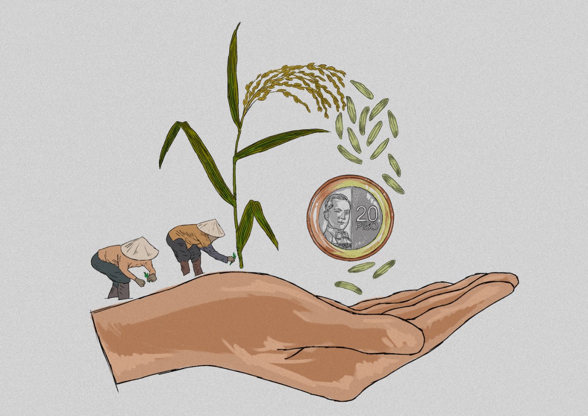 Philippine rice farmers wish for set price amid chaotic rice value ...